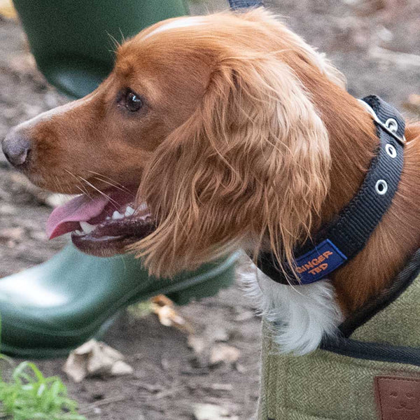 Ginger Ted Dog Clothing, Waterproof Dog Coats & Dog Jumpers
