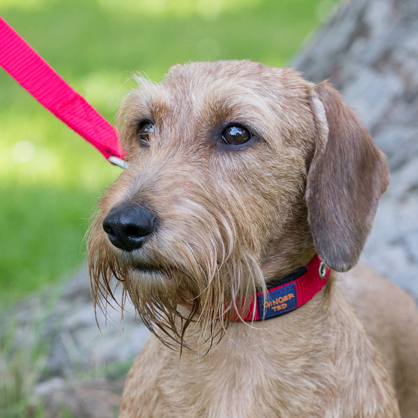 Ginger Ted Dog Clothing, Waterproof Dog Coats & Dog Jumpers