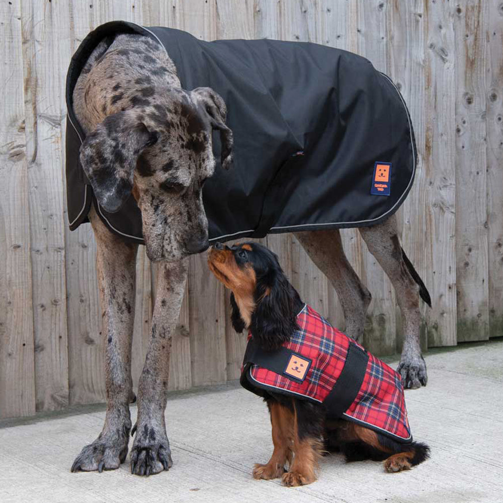 Ginger Ted Dog Clothing, Waterproof Dog Coats & Dog Jumpers