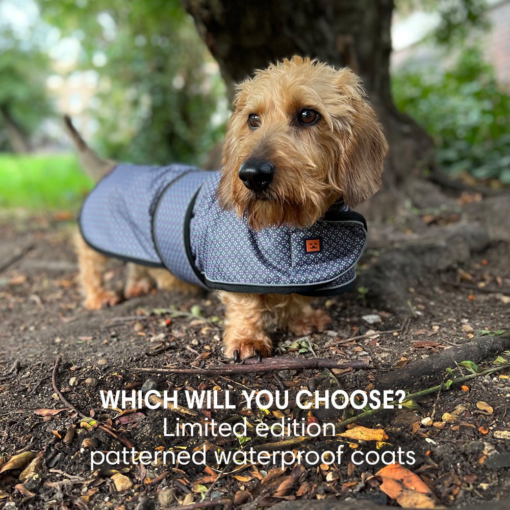 Ginger Ted Dog Clothing, Waterproof Dog Coats & Dog Jumpers